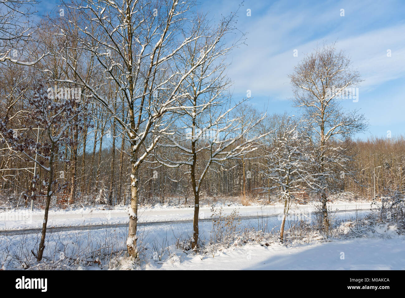 Winter forest with path through trees covered with snow Stock Photo - Alamy