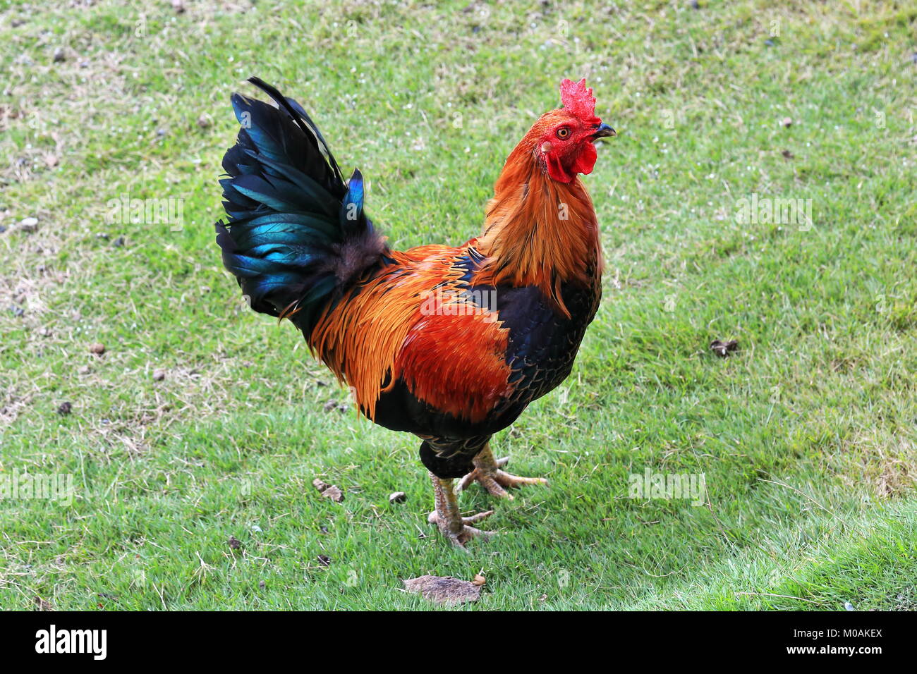 Male red junglefowl in Batad village-local cluster of the Rice Terraces ...