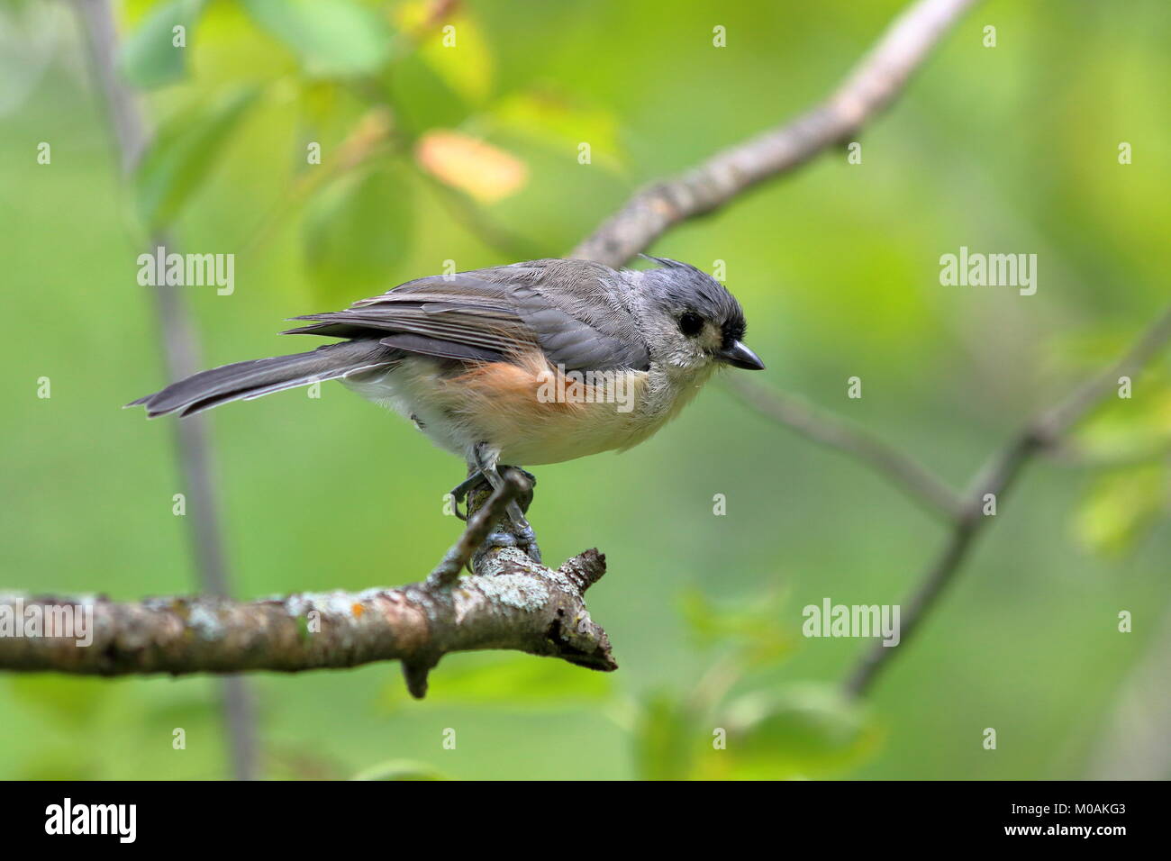 Tufted titmouse bird hi-res stock photography and images - Alamy