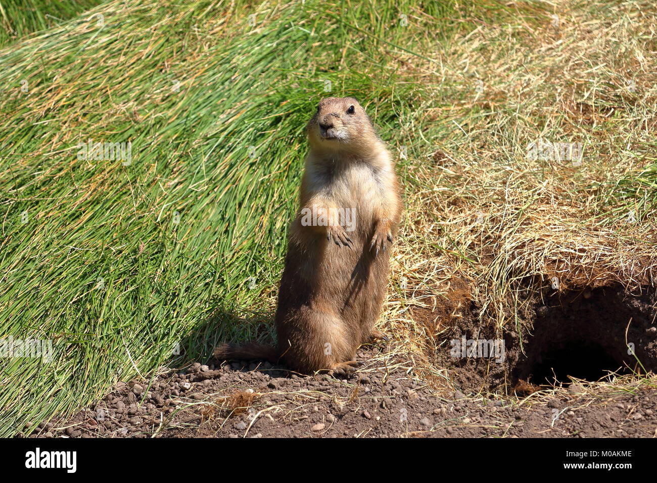 Prairie Dog near burrow Stock Photo - Alamy