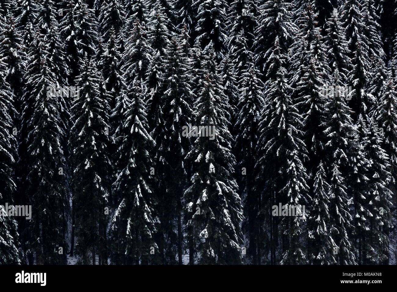 Conifers with snow hi-res stock photography and images - Alamy