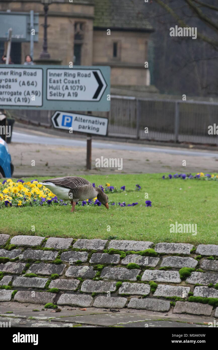 an unusual picture of a goose eating plants on a traffic island in the ...