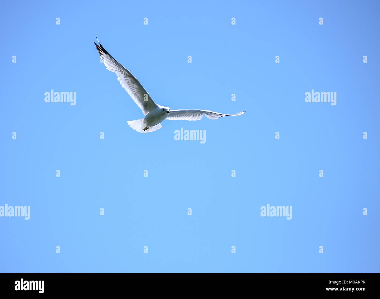 Altitude bird hi-res stock photography and images - Alamy