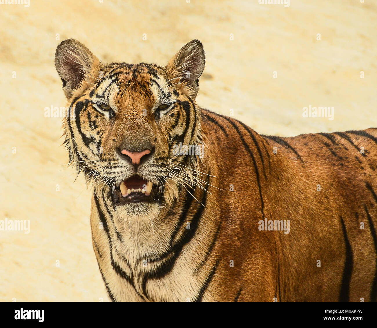 Beautiful Tiger Portrait Stock Photo - Alamy
