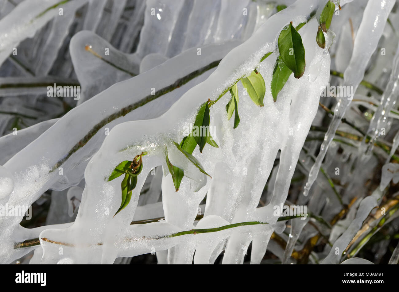 Icicle Plant Stock Photos & Icicle Plant Stock Images - Alamy