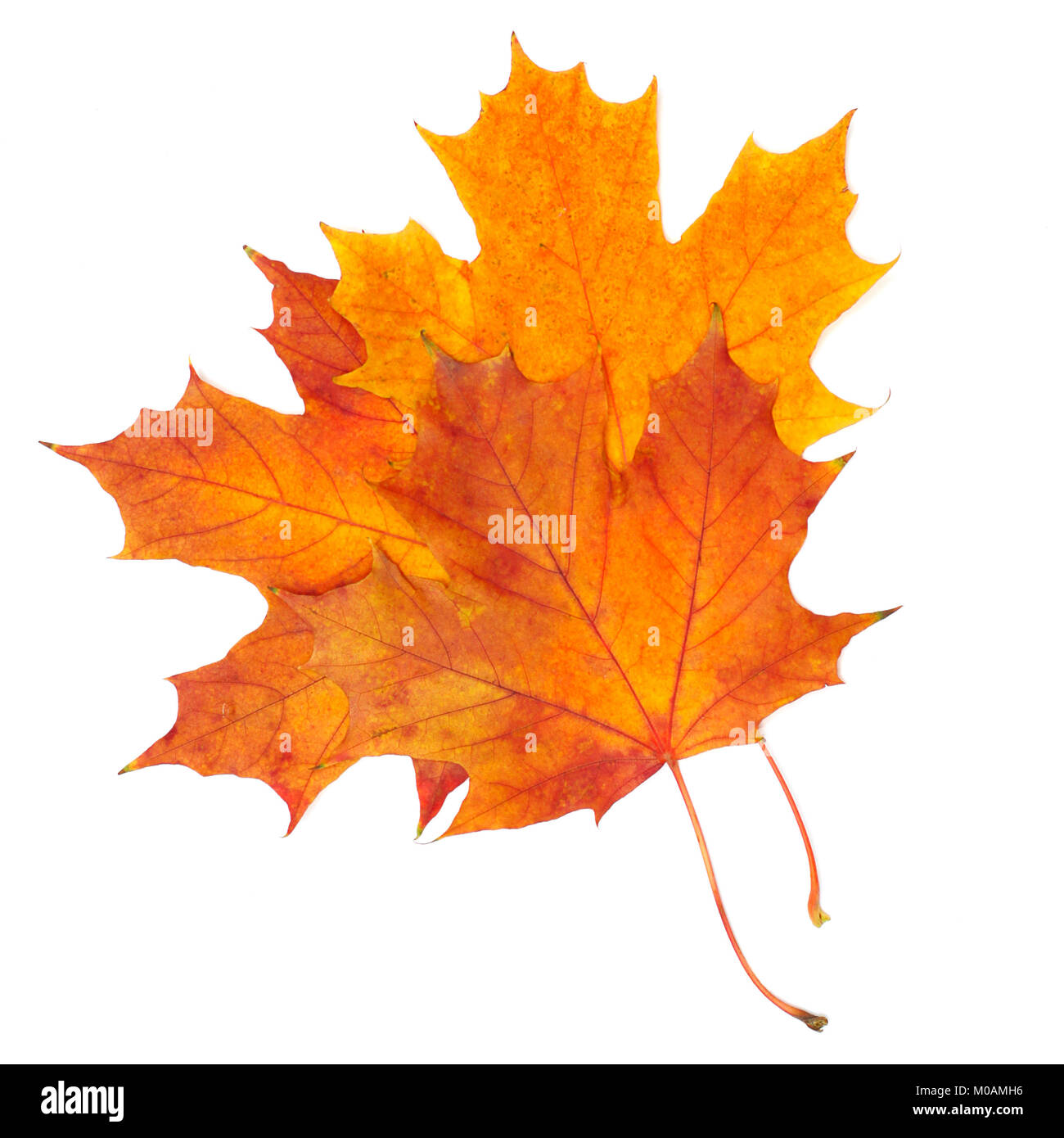 Maple leave isolated on hi-res stock photography and images - Alamy