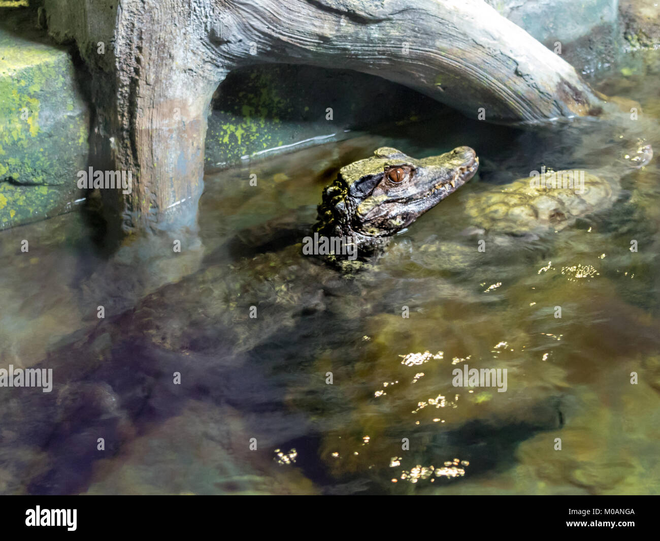 Pet Crocodile High Resolution Stock Photography and Images - Alamy
