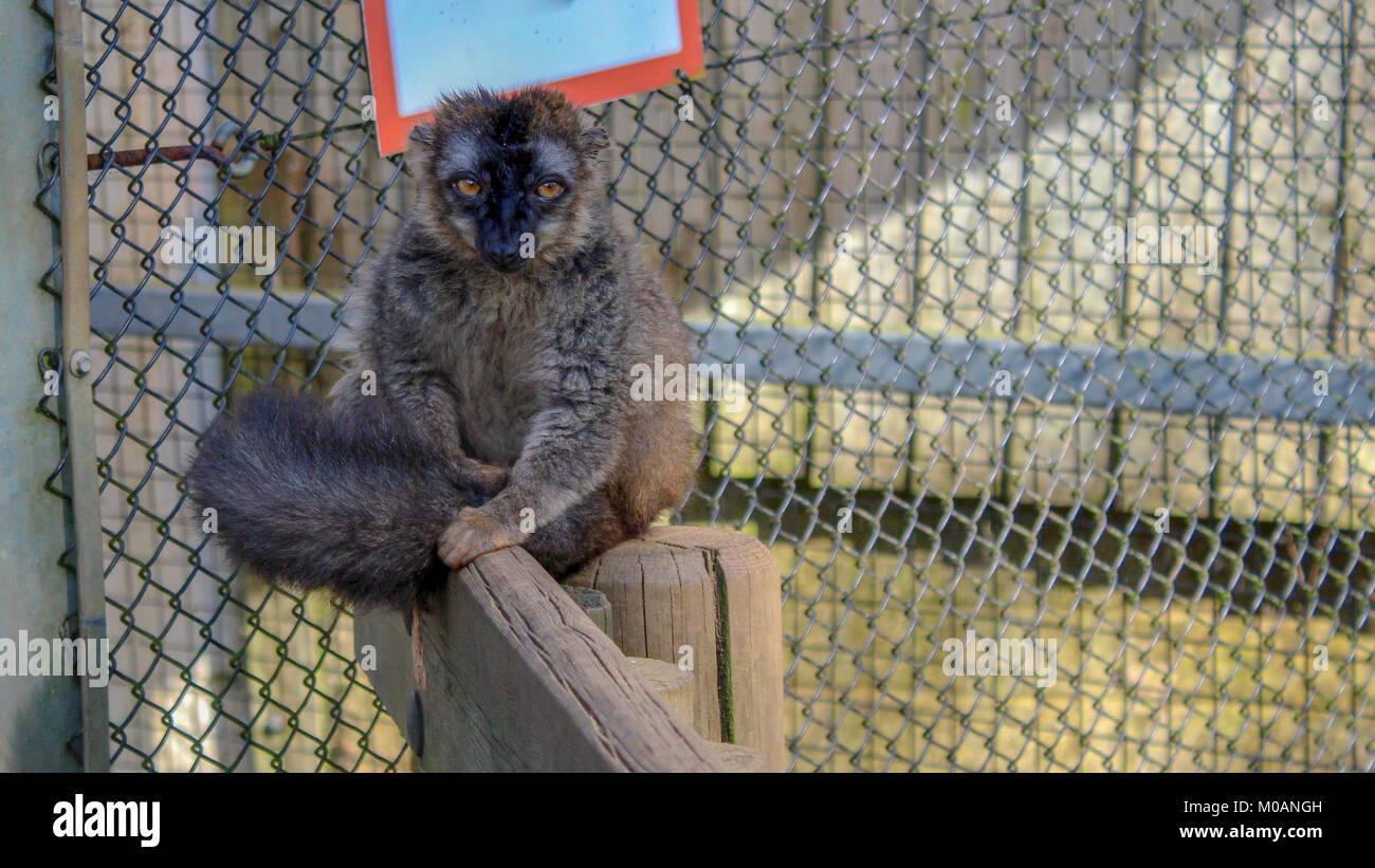 Lemur sitting on the rail Stock Photo - Alamy