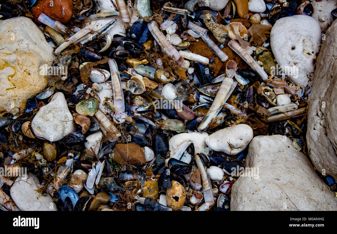 seashells between rocks Stock Photo - Alamy
