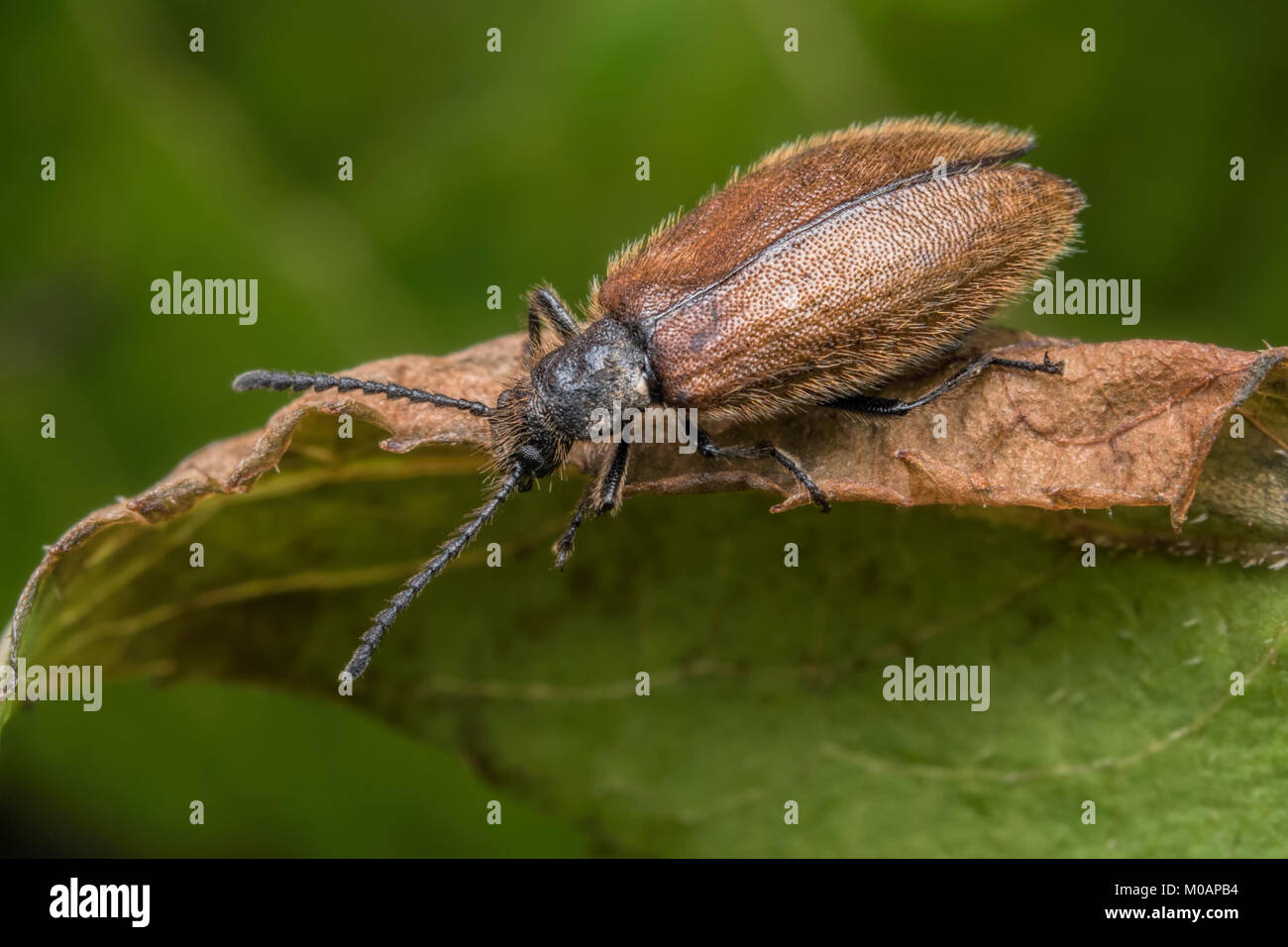 Lagria beetle hi-res stock photography and images - Alamy
