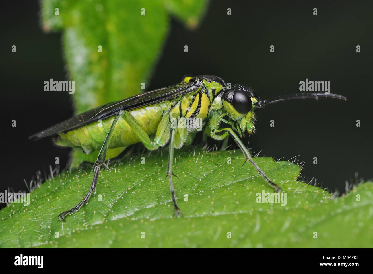 Tenthredo hi-res stock photography and images - Alamy