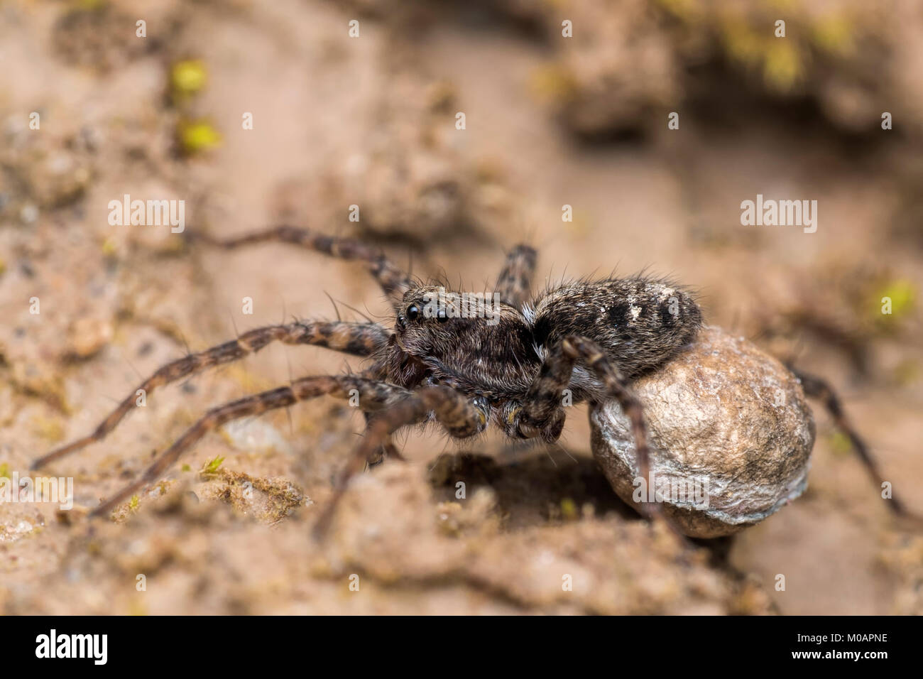 A female Wolf Spider (of the family Lycosidae) carrying her egg sac ...