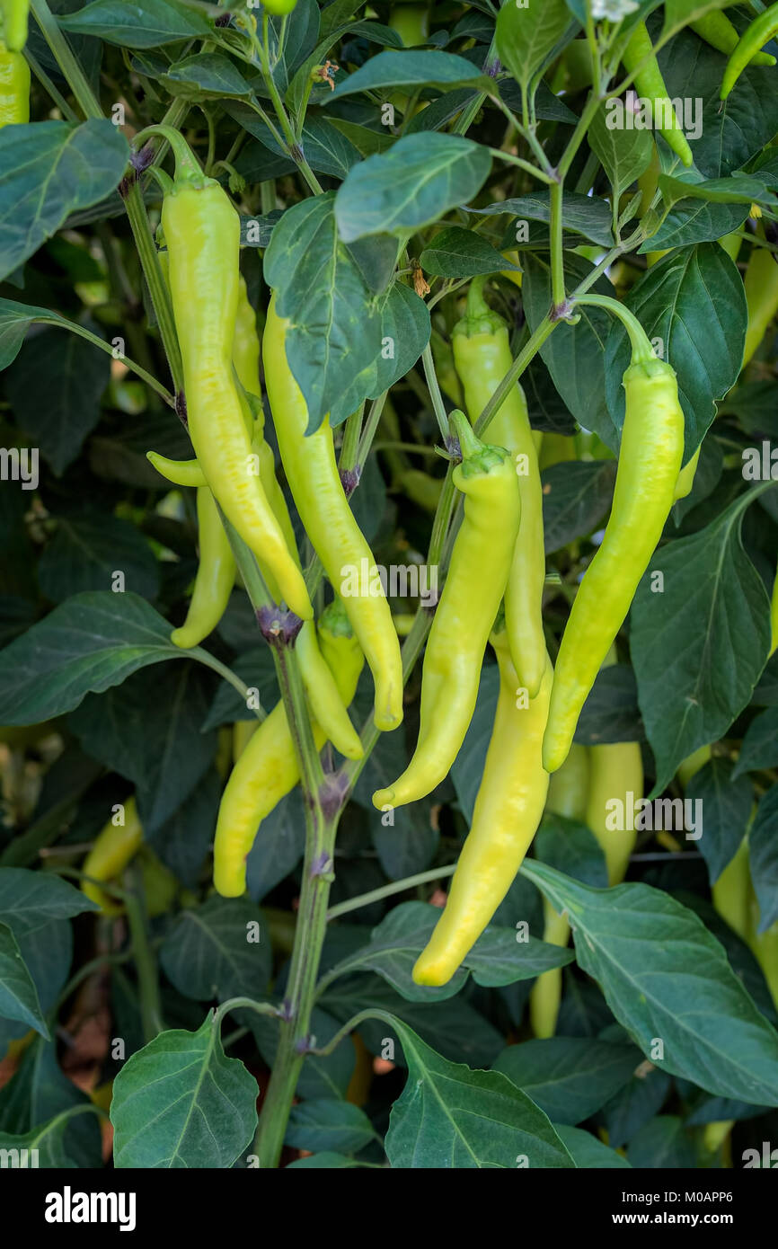 Hybrid pepper hi-res stock photography and images - Alamy