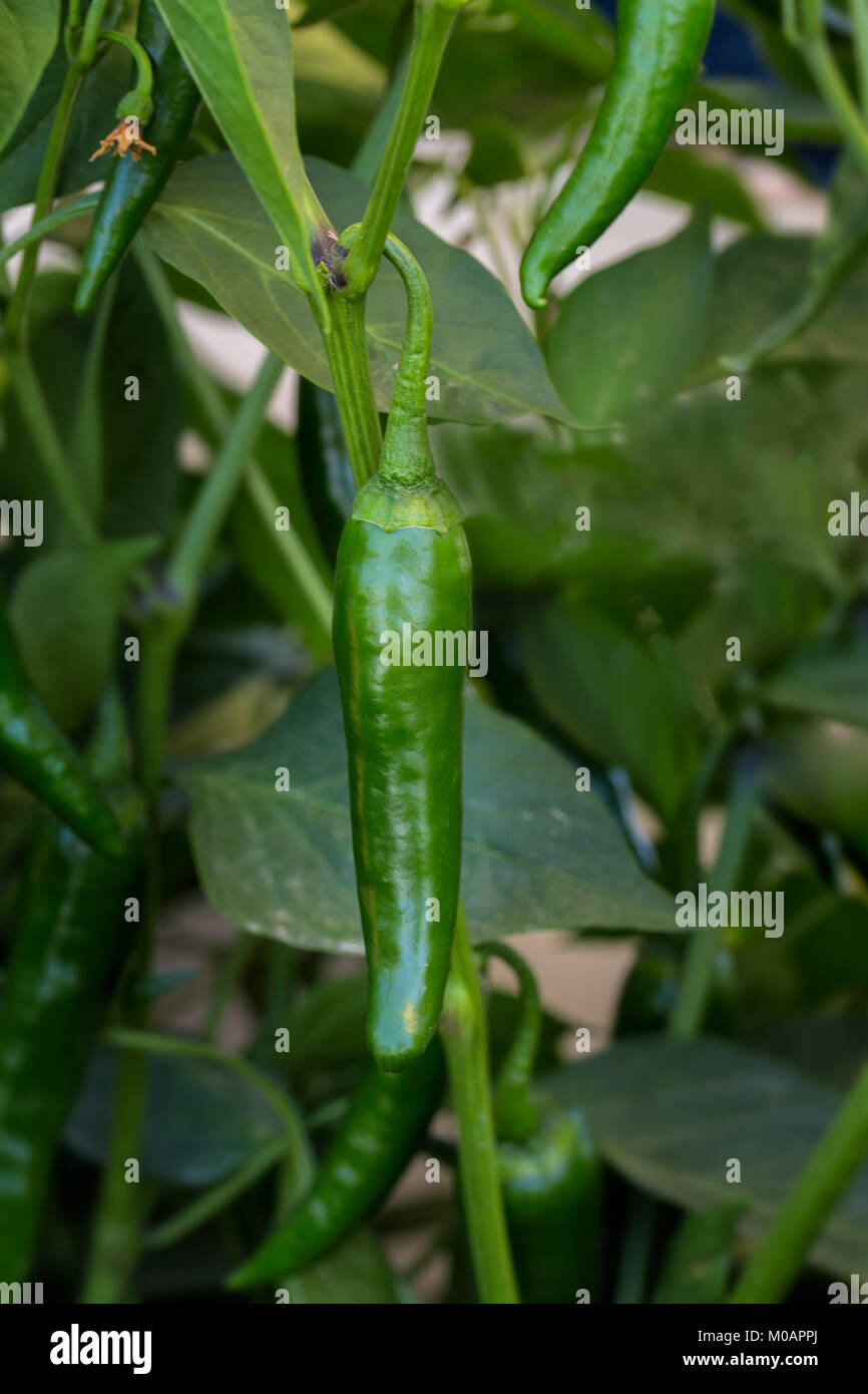 Green hot pepper harbad type Stock Photo - Alamy
