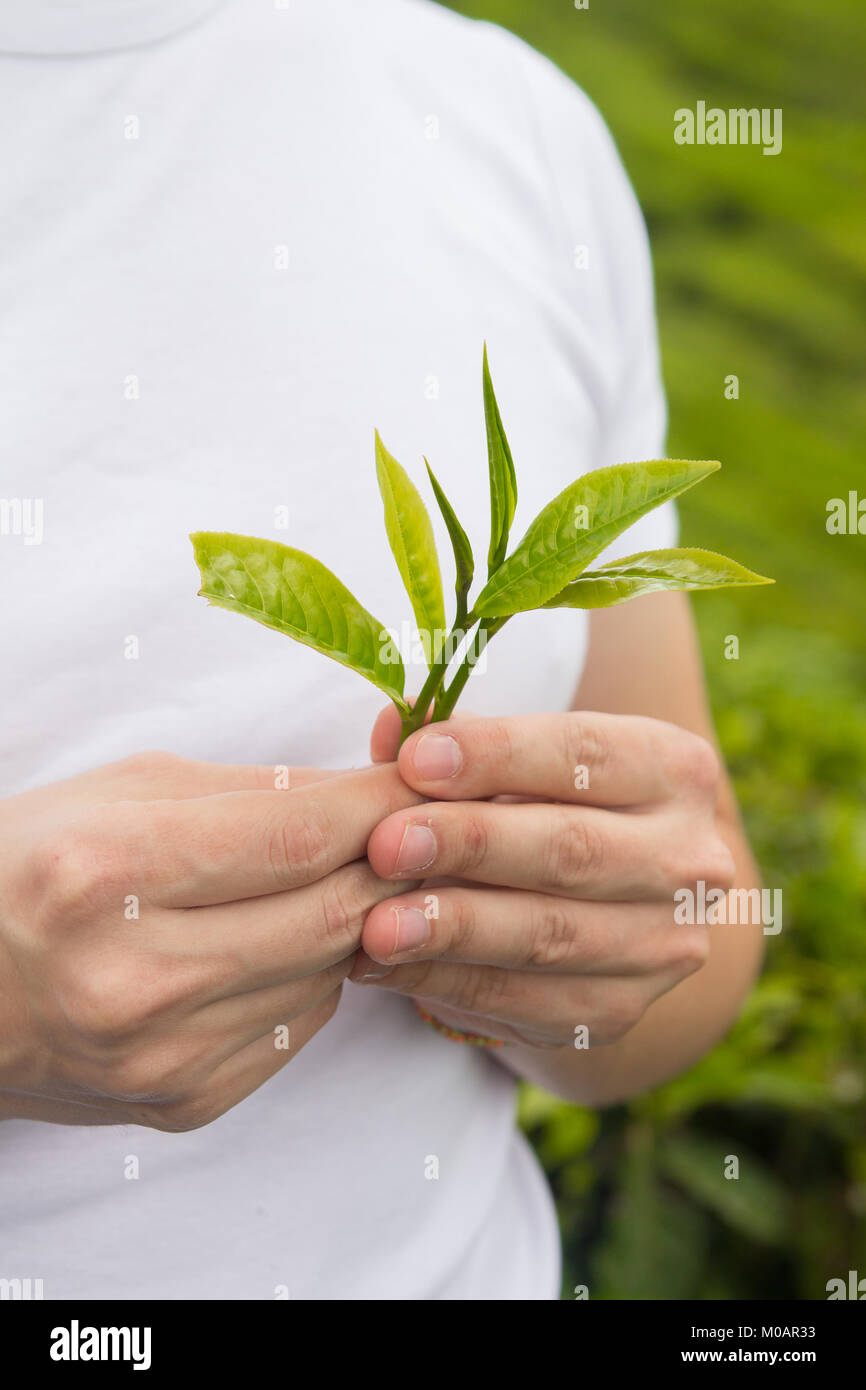 Man plucking tea hi-res stock photography and images - Alamy
