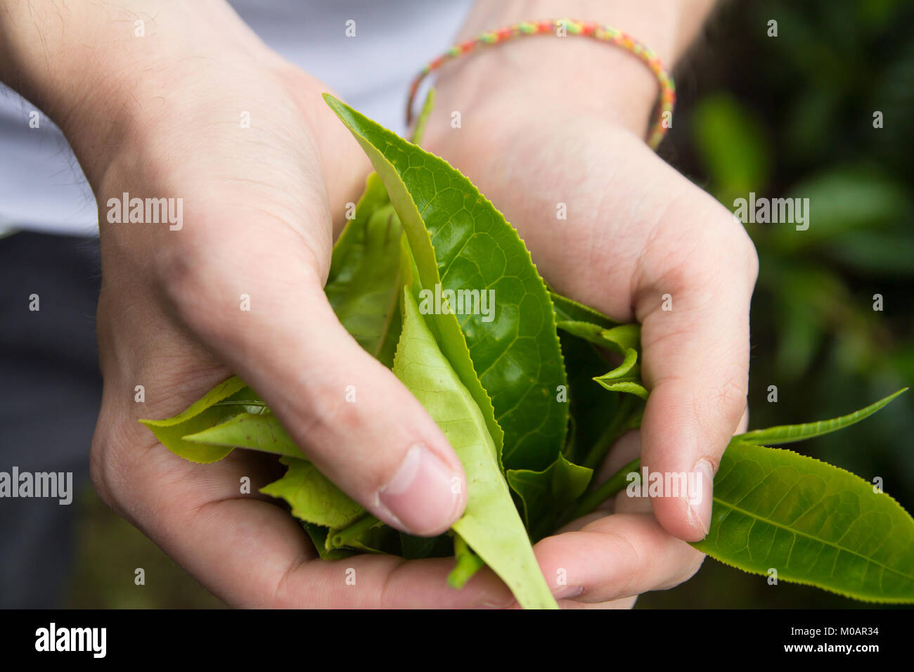 man on tea plantation holding fresh tea leaves in hands Stock Photo - Alamy
