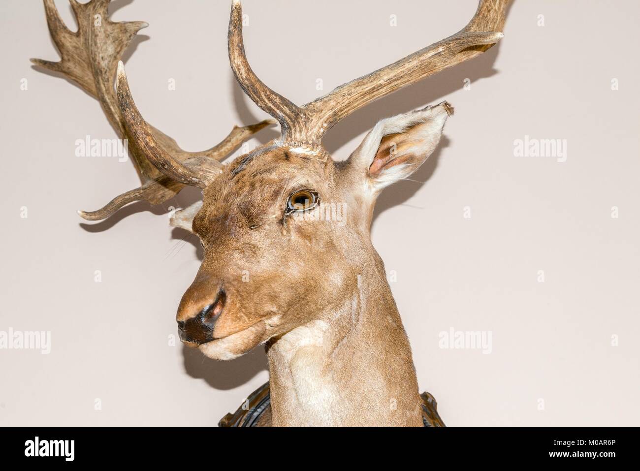 Trophy of an fallow deer on a wall Stock Photo - Alamy