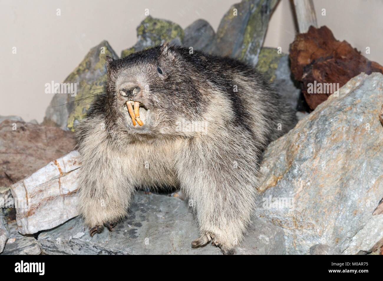 Dead groundhog hi-res stock photography and images - Alamy