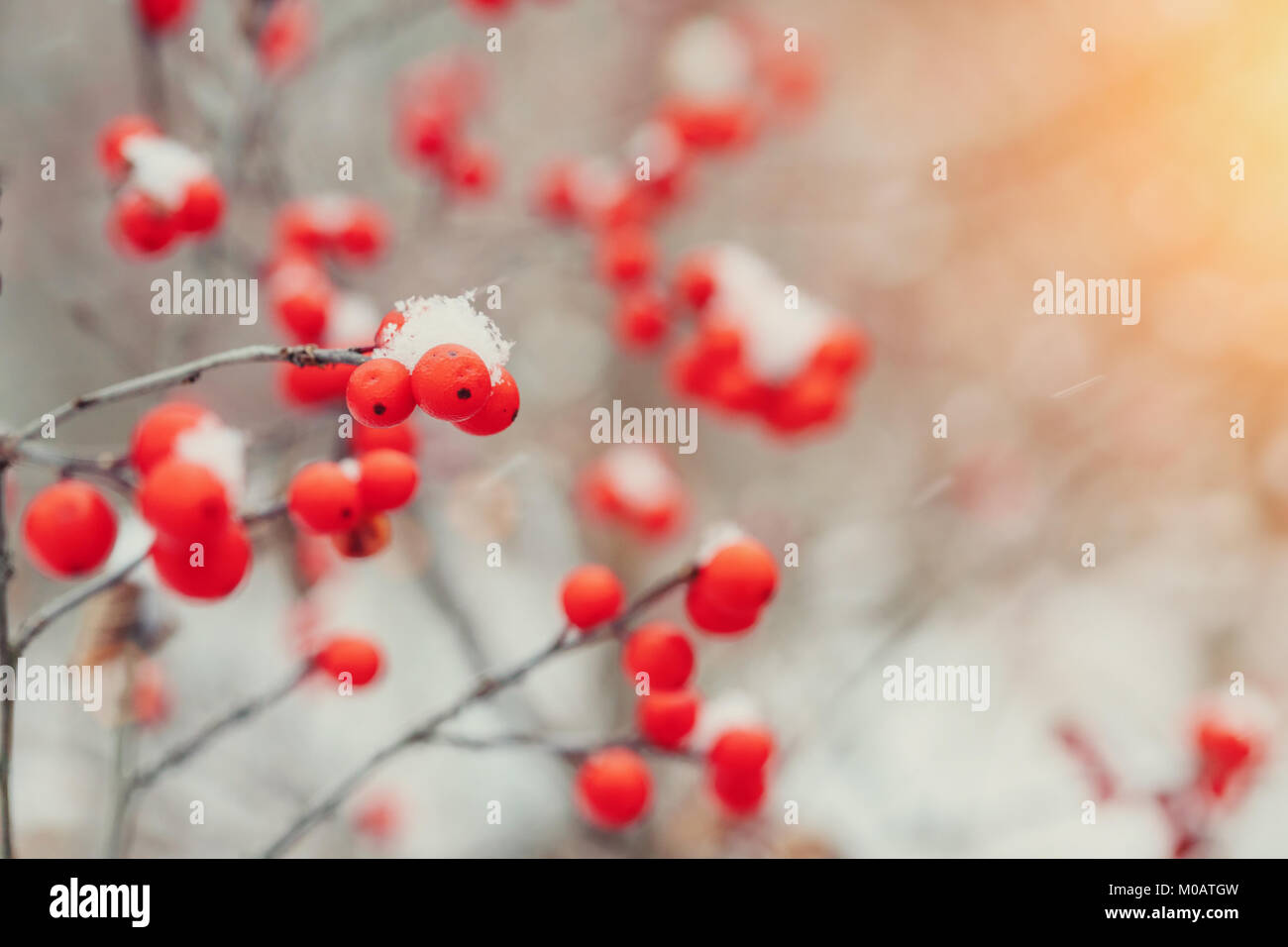 winter mountain ash in the forest in the snow macro filming . winter ...