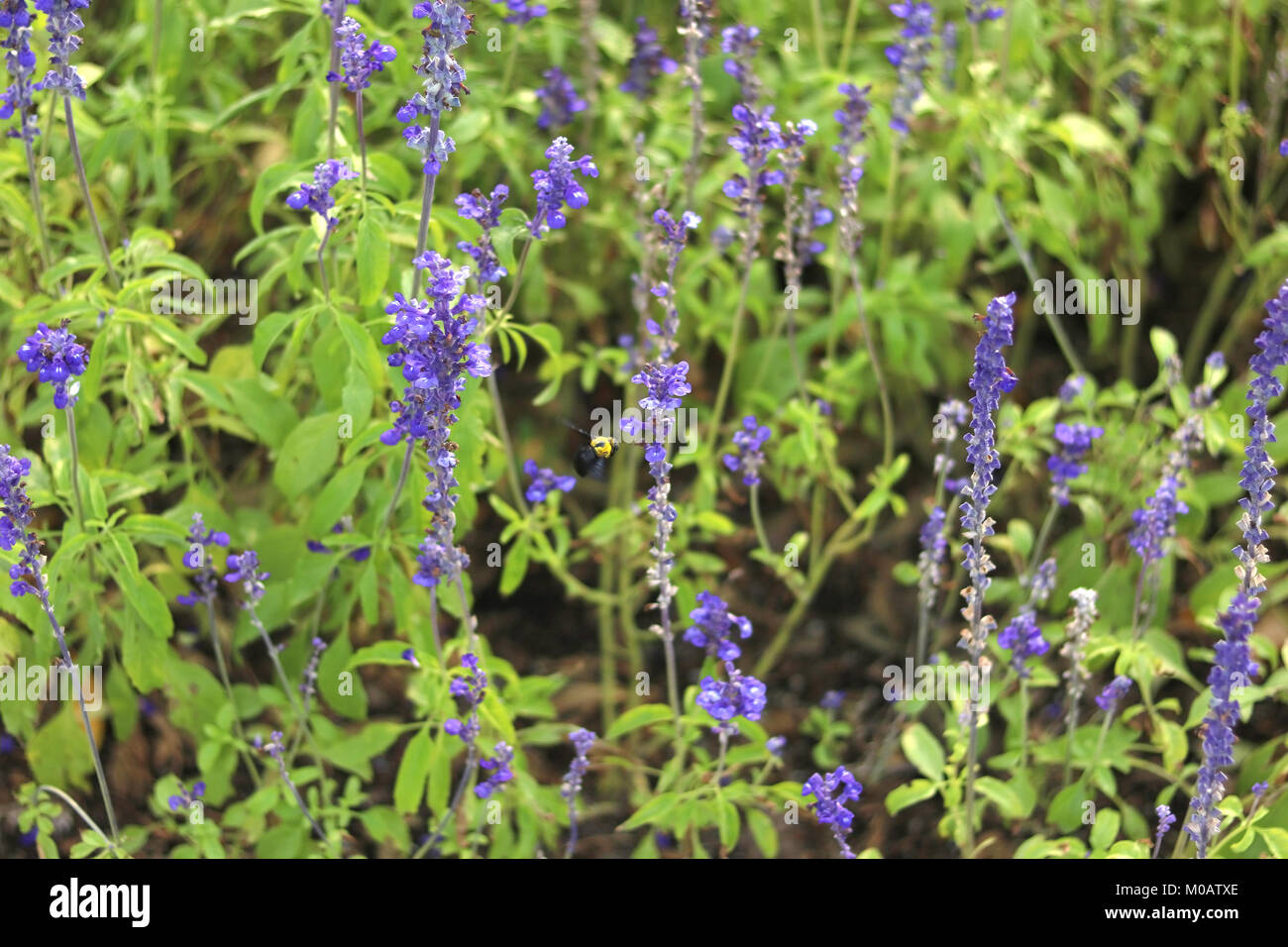 Forget me not flower purple Stock Photo - Alamy