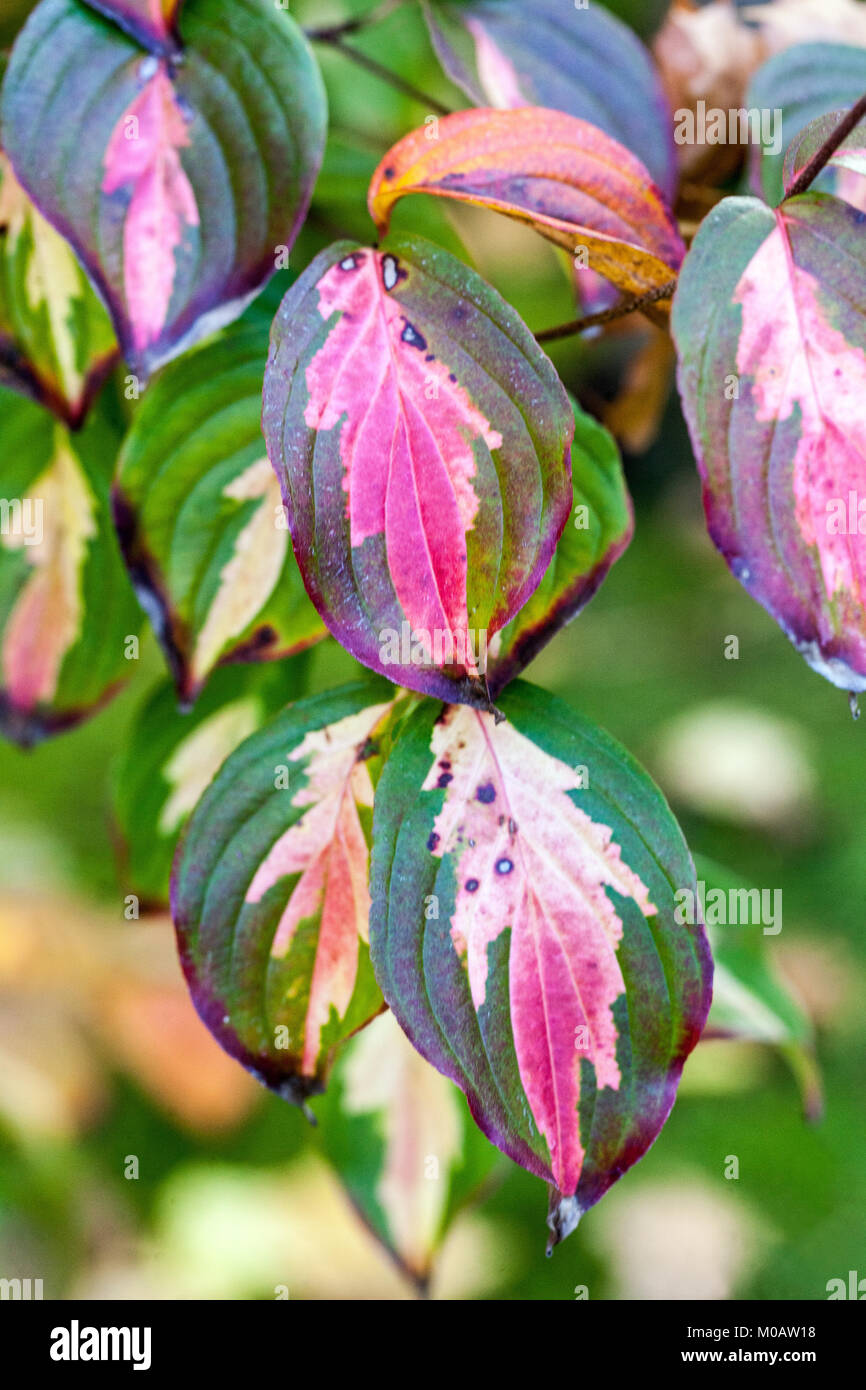 Dogwood, Cornus kousa 'Gold Star' autumn colourful leaves turn Stock ...