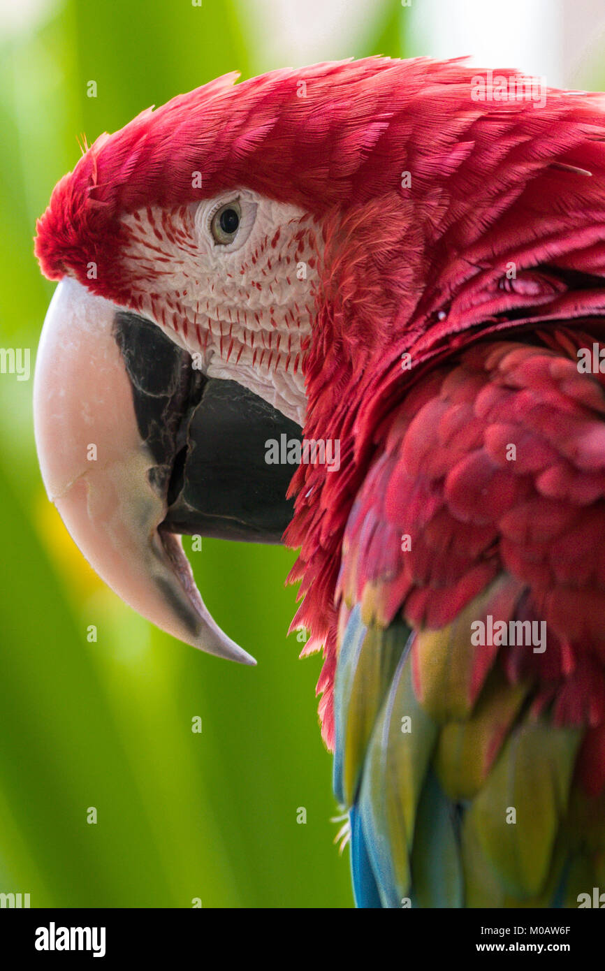Vertical Close Up of Green Winged Macaw including beak, eyes, head, and ...