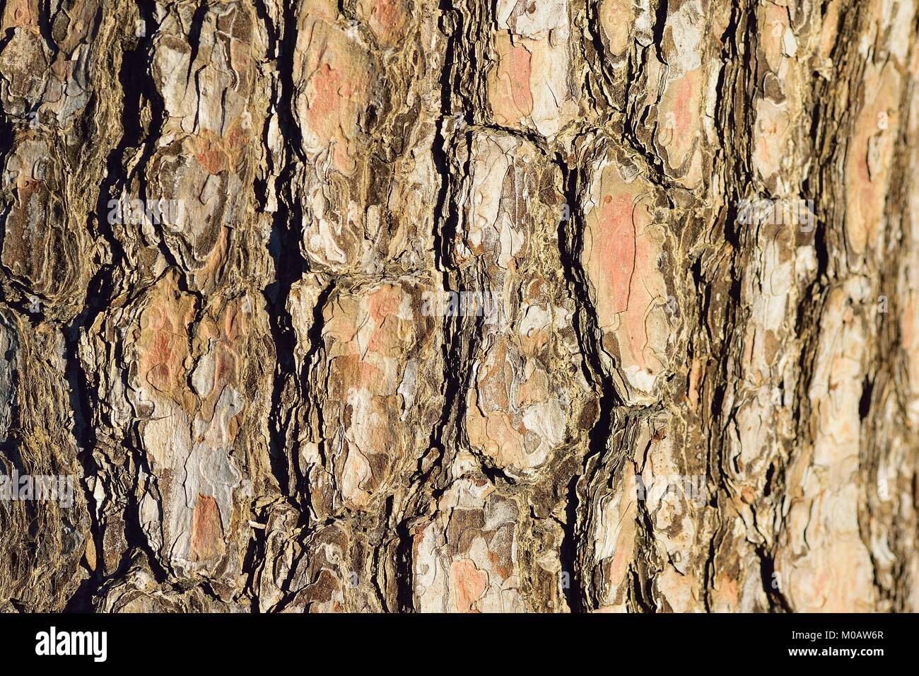 Macro Texture of old wooden tree trunk Stock Photo - Alamy