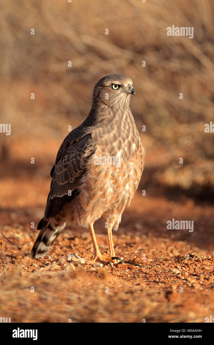 Immature pale chanting goshawk (Melierax canorus), Kalahari desert ...
