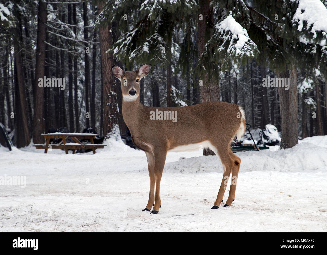 Deer winter canada hi-res stock photography and images - Alamy
