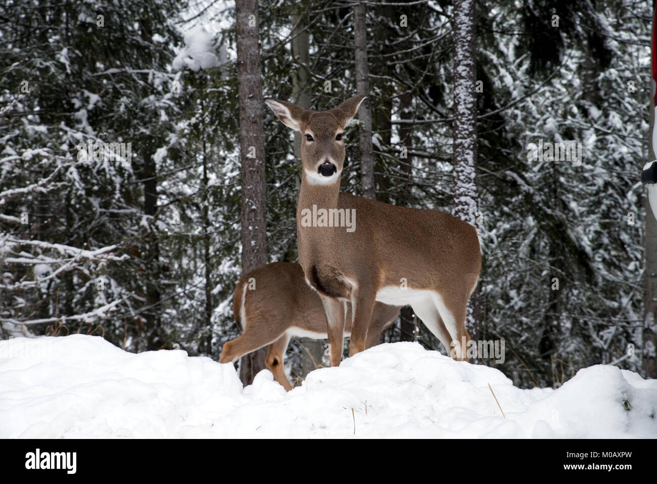 British columbia canada banff hi-res stock photography and images - Alamy