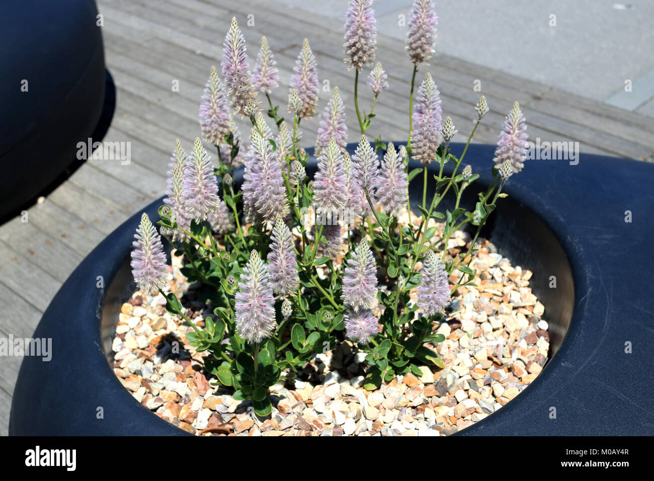 Ptilotus exaltatus or also known as pink mulla mulla Stock Photo - Alamy