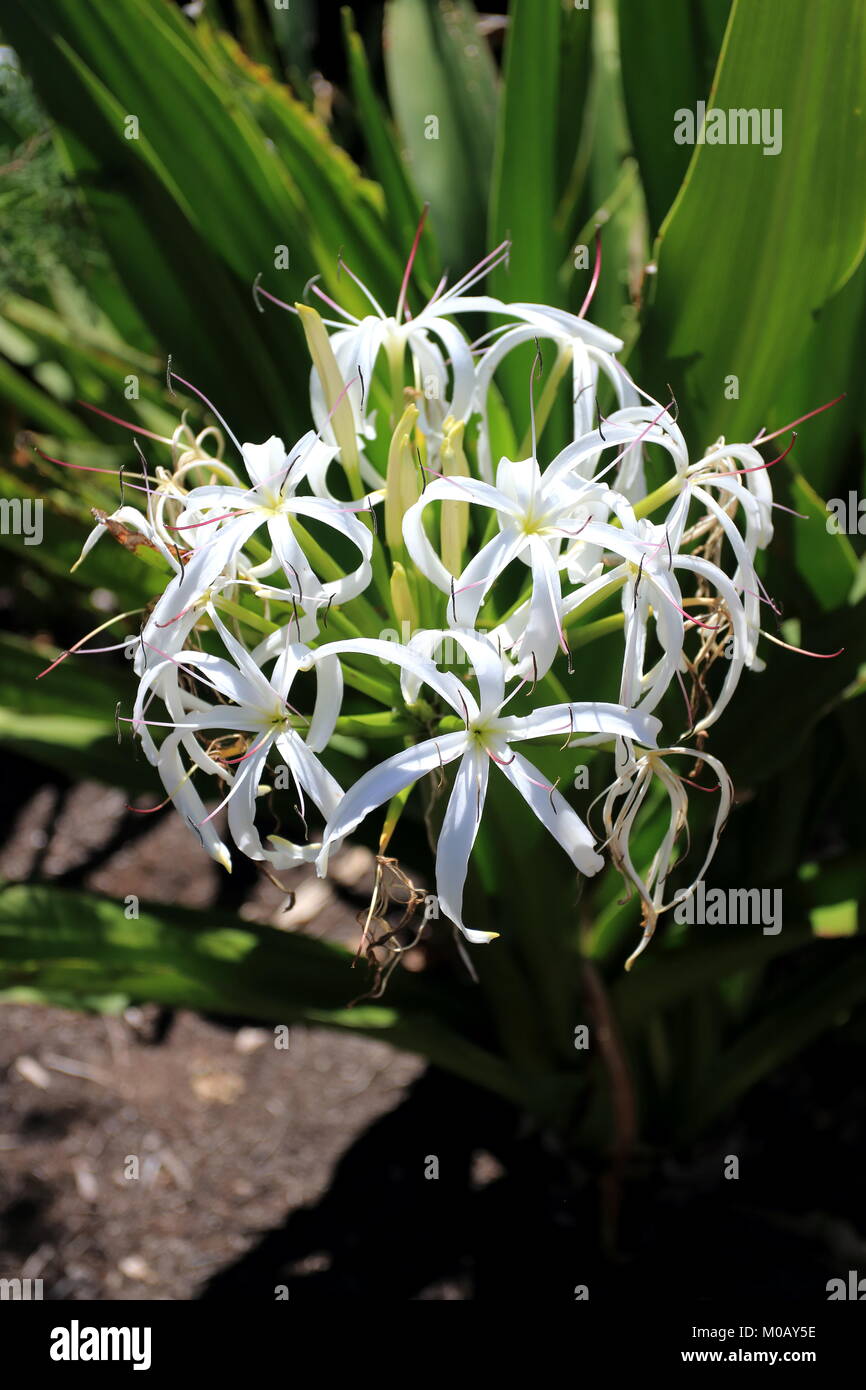 Mangrove lily hi-res stock photography and images - Alamy