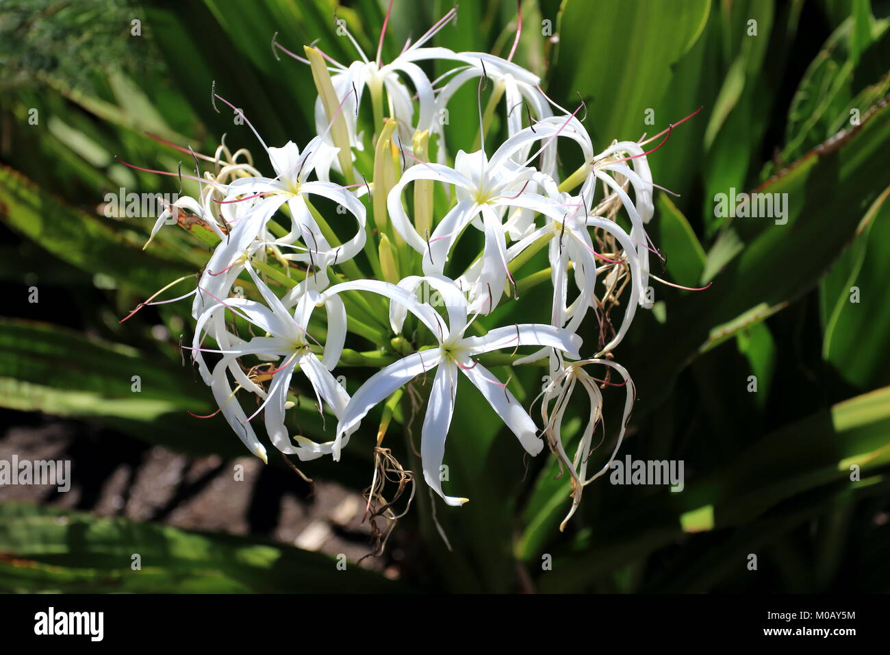 Crinum pedunculatum or known as Swamp lily Stock Photo - Alamy