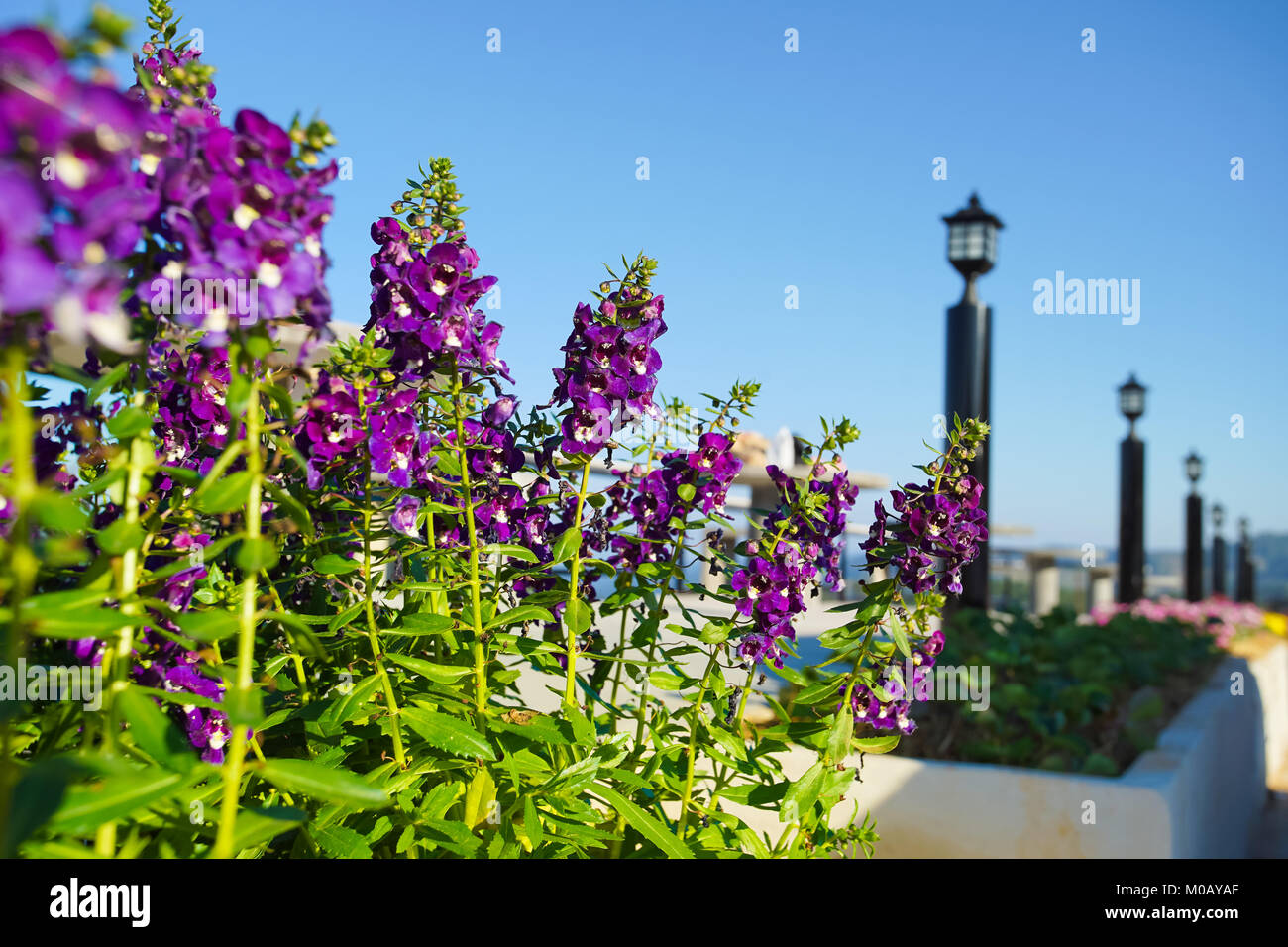 Beautiful purple flower Angelonia Serenita in the garden Stock Photo ...