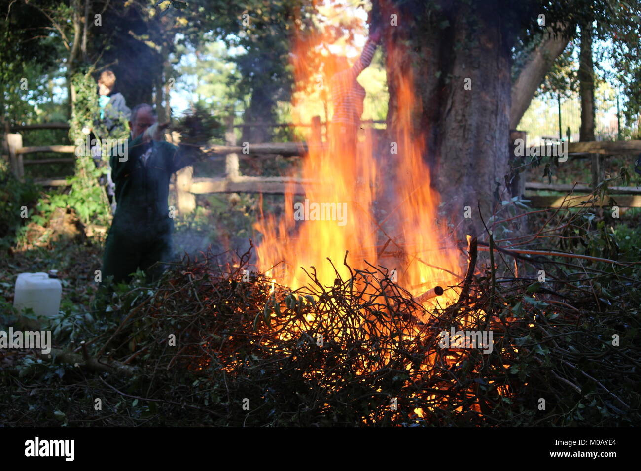 Bonfire in woods hi-res stock photography and images - Alamy