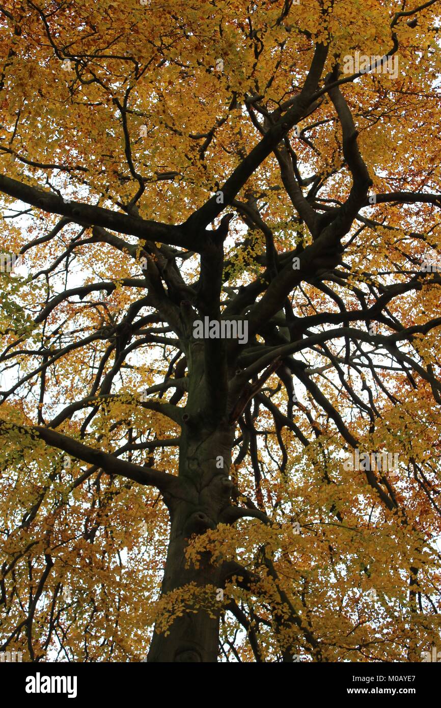 Black beech tree hi-res stock photography and images - Alamy