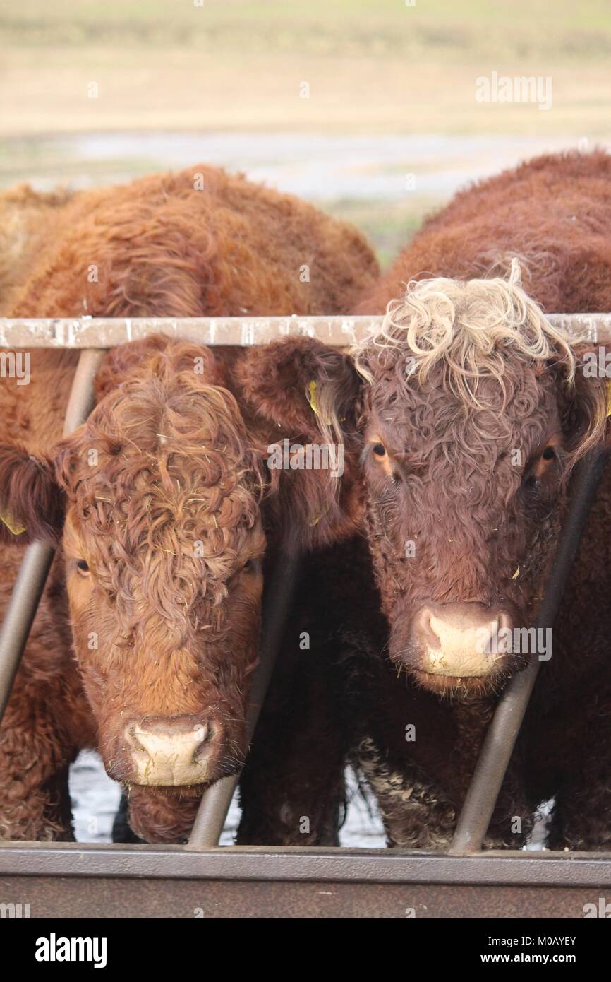 Chestnut brown curly haired Saler cattle heads with blonde tuftof hair ...