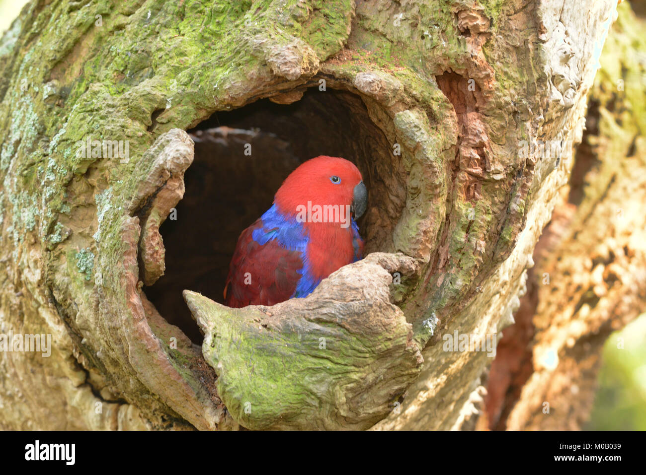 Eclectus parrot eclectus roratus female hi-res stock photography and ...