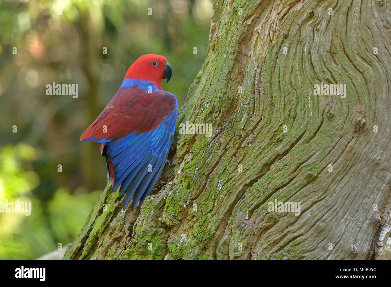Eclectus Parrot Eclectus roratus Female Captive Stock Photo - Alamy