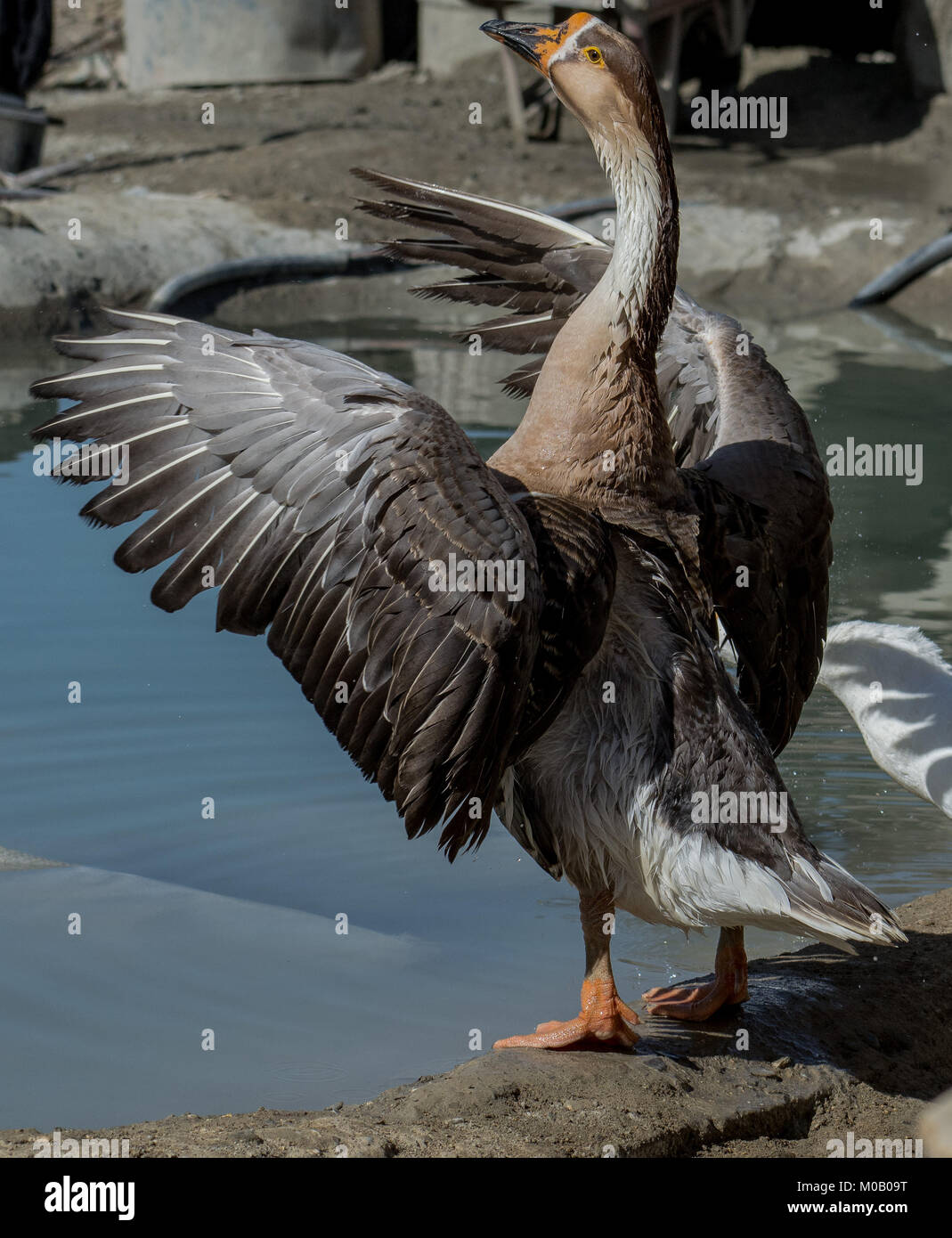 Geese in water Stock Photo - Alamy