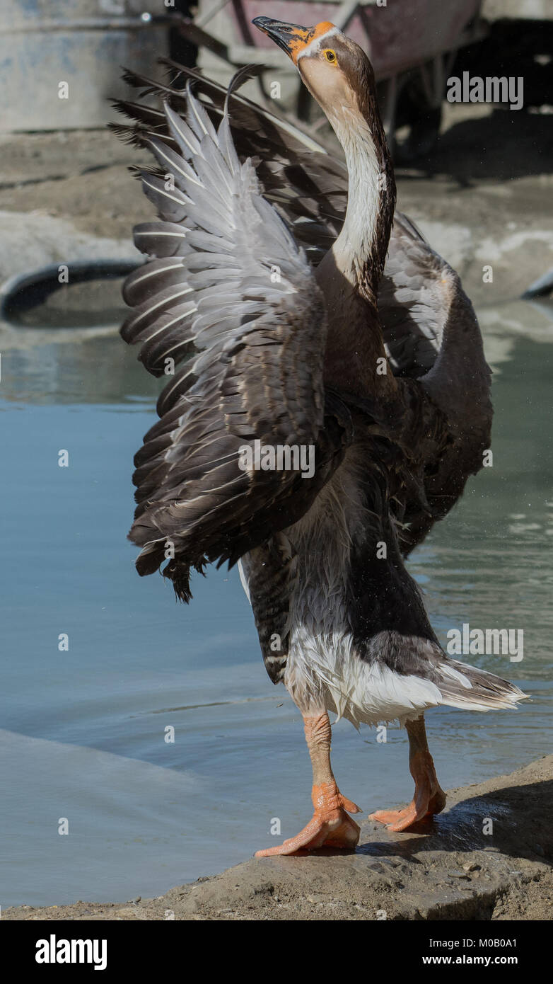 Male Goose in pond/lake showing feathers Stock Photo - Alamy