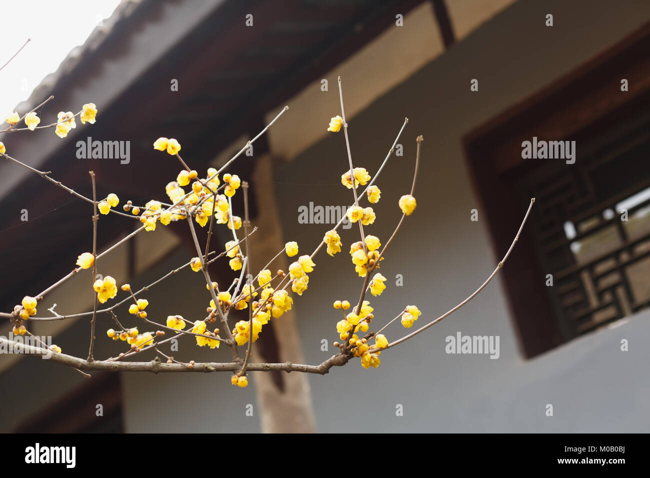 Golden plum hi-res stock photography and images - Alamy