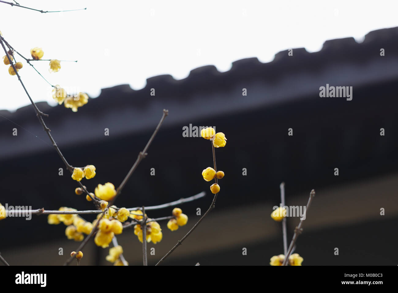 Golden plum hi-res stock photography and images - Alamy