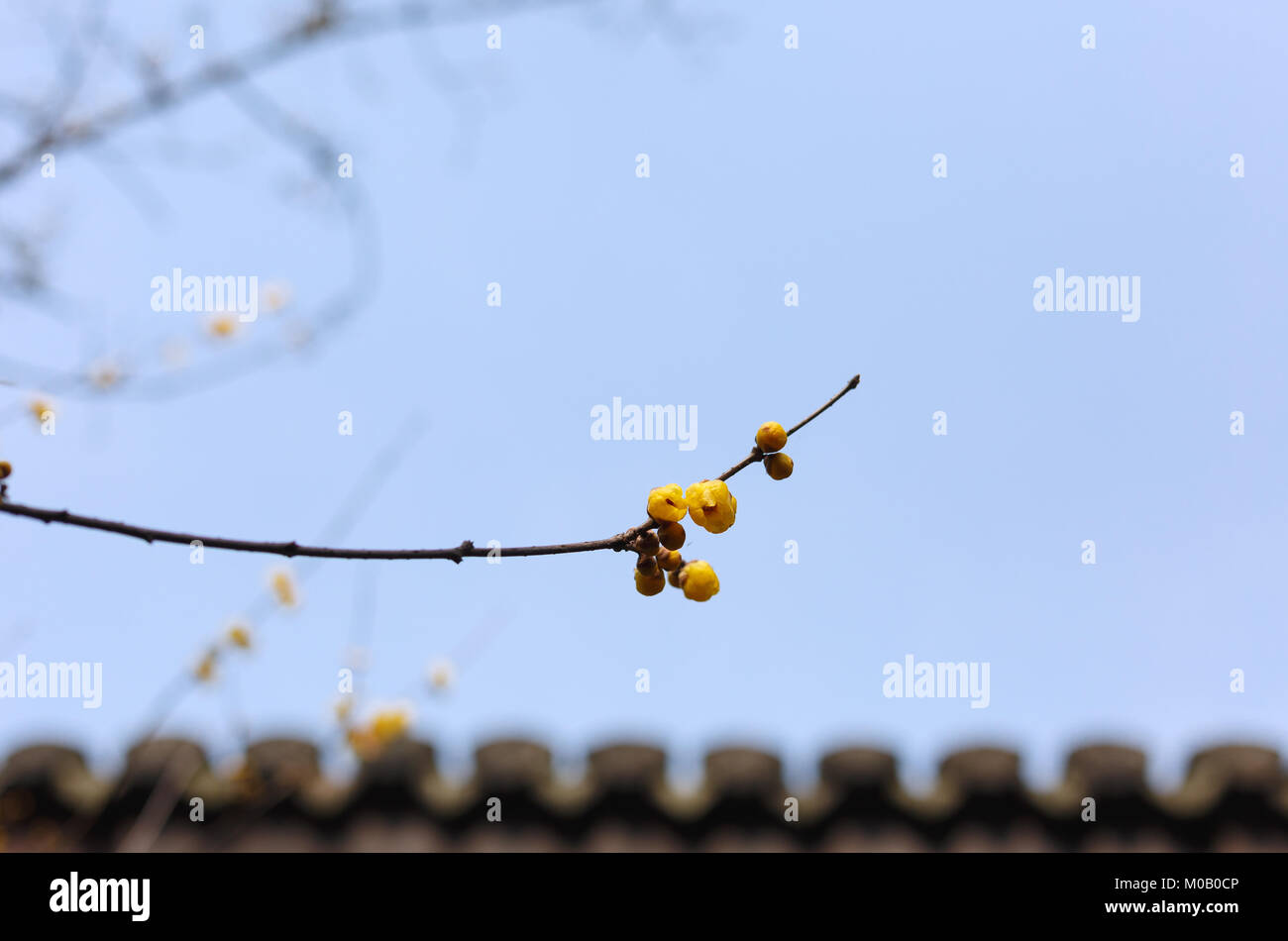 Chinese ancient buildings and golden plum blossoms Stock Photo - Alamy