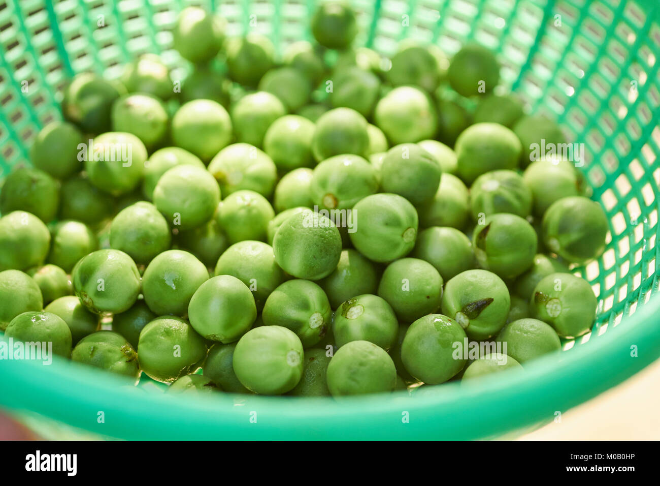 A plastic basket of Thai Bitter Eggplants, sometimes called "pea ...