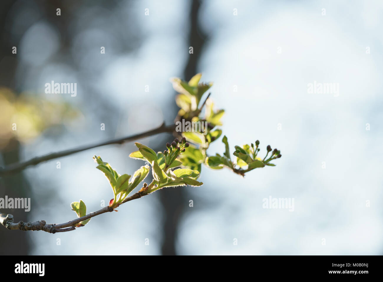first spring leaves on linden tree Stock Photo - Alamy