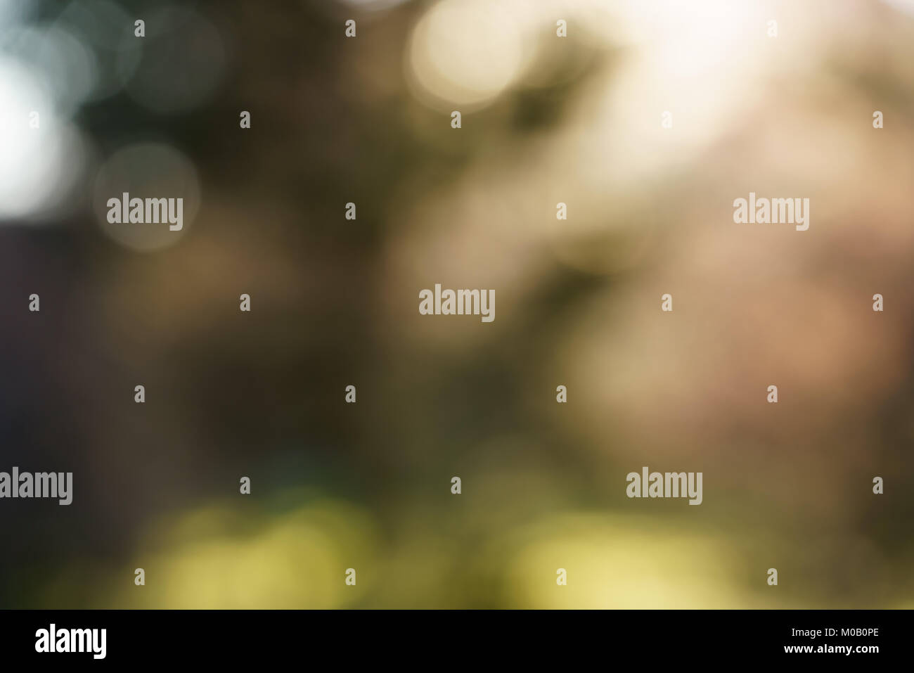 defocused bokeh background of garden with warm spring sun light Stock ...