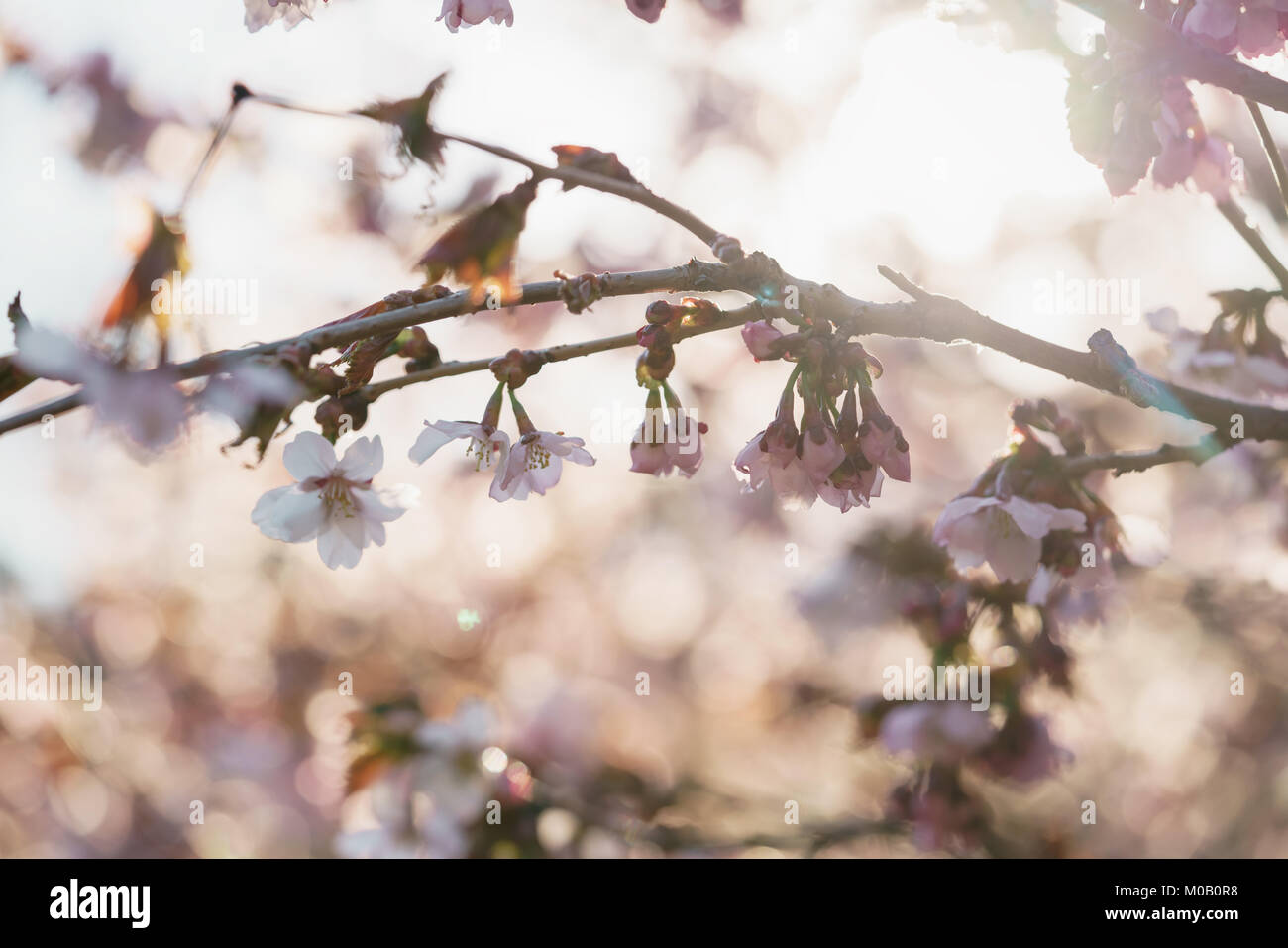 Tender sakura cherry tree blossom in spring morning Stock Photo - Alamy