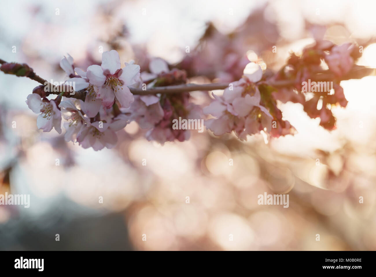 Closeup cherry spring tree hi-res stock photography and images - Alamy