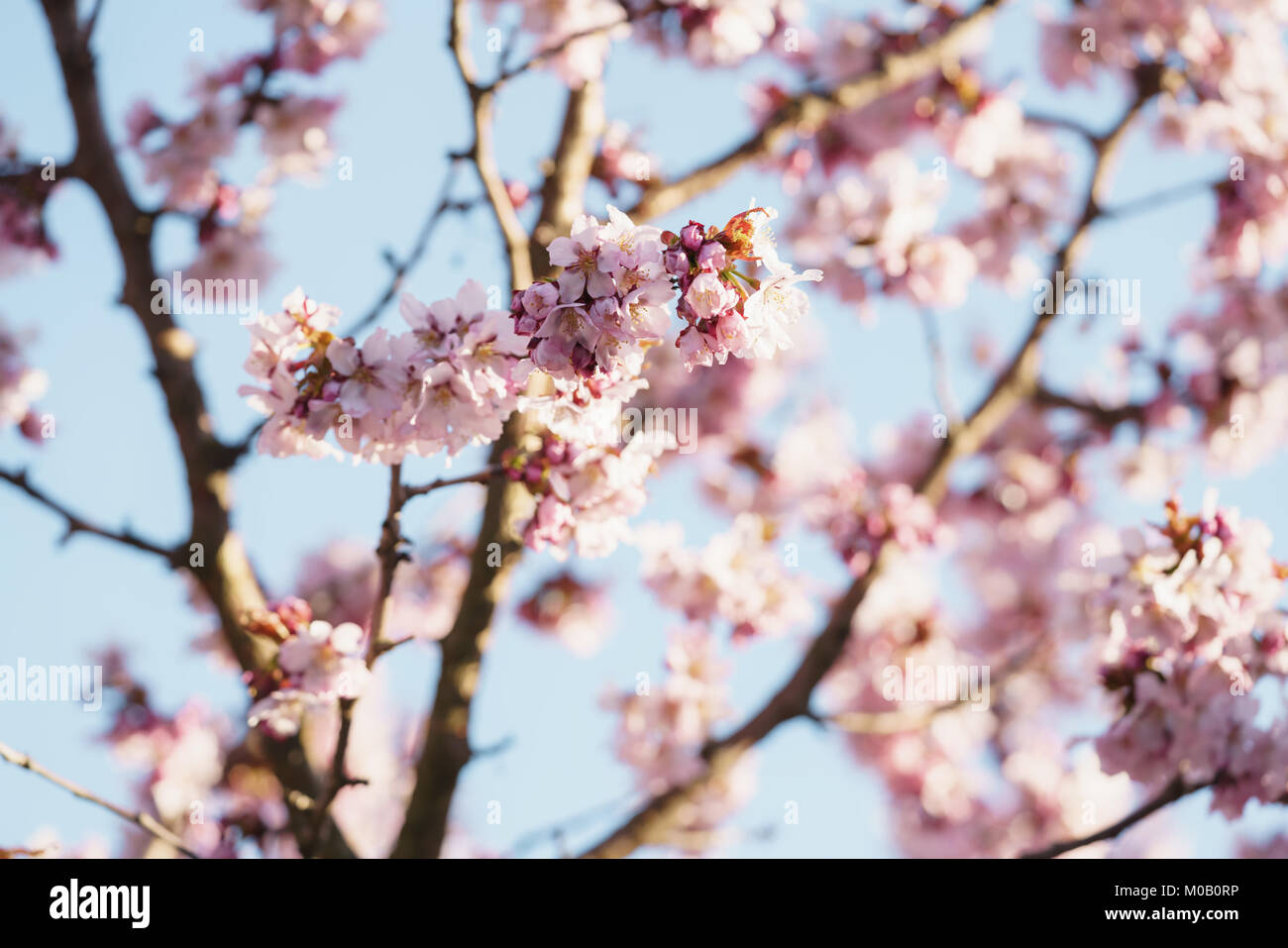 Closeup cherry spring tree hi-res stock photography and images - Alamy